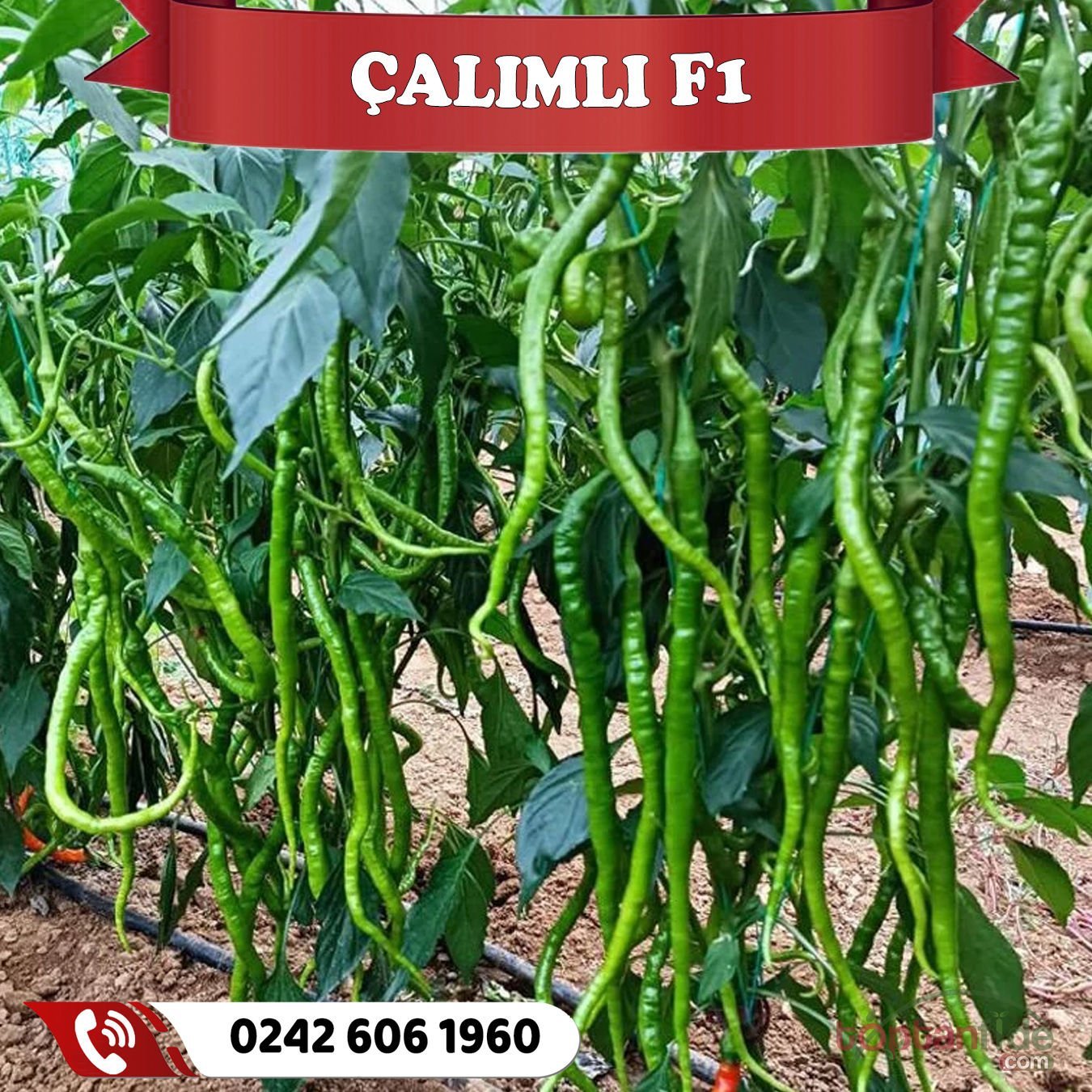 Toptan Çalımlı F1 - Tatlı Kıl Biber Fidesi En Uygun Fiyatı