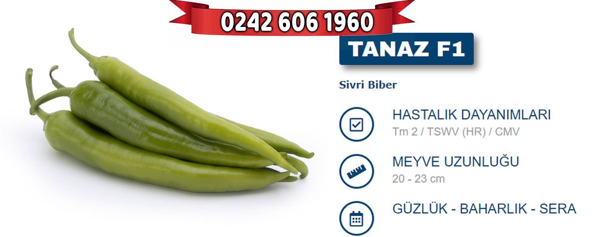 Toptan Tanaz F1 Sivri Biber Fidesi En Uygun Fiyatı